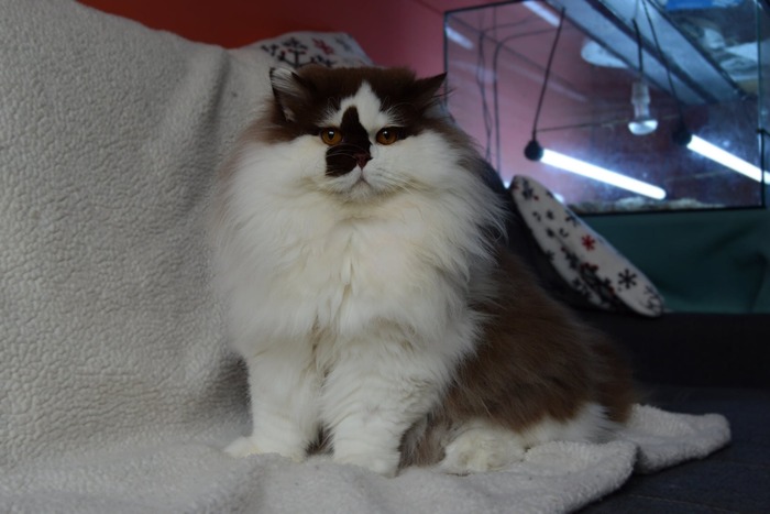 Vrh J :: De Blathanna